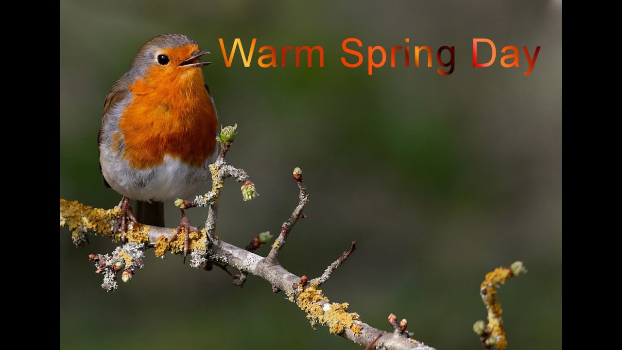 Warm Spring Day by Dana Shippy - YouTube