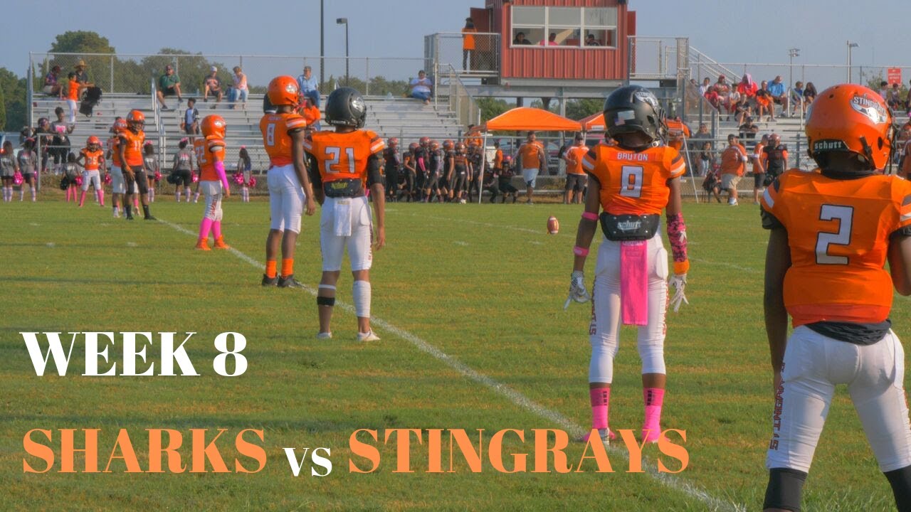 BAFL Week 8 Sharks vs Stings HILITES (SENIORS) (4K) - YouTube