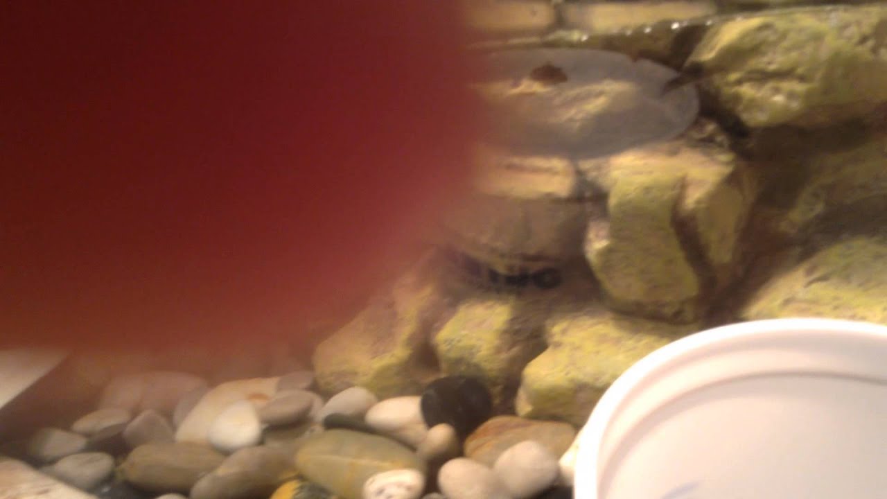 Reptofilter and basic tank setup - YouTube
