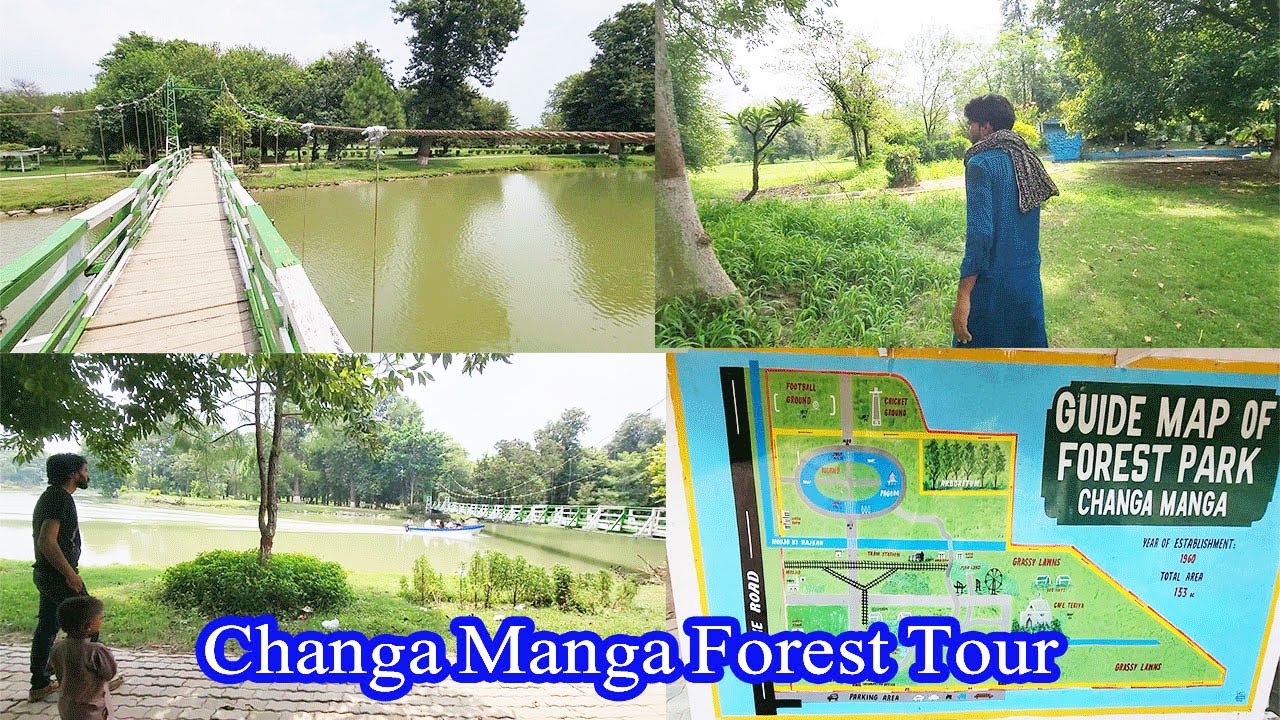 amazing forest in world | Hand Planted Forest in World | Changa Manga ...