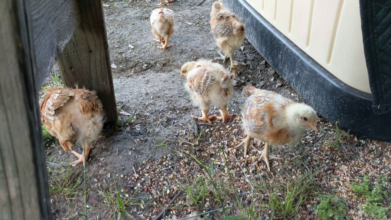 Dixie Rainbow, ISA Brown, Plymouth Rock Baby Chicks - YouTube
