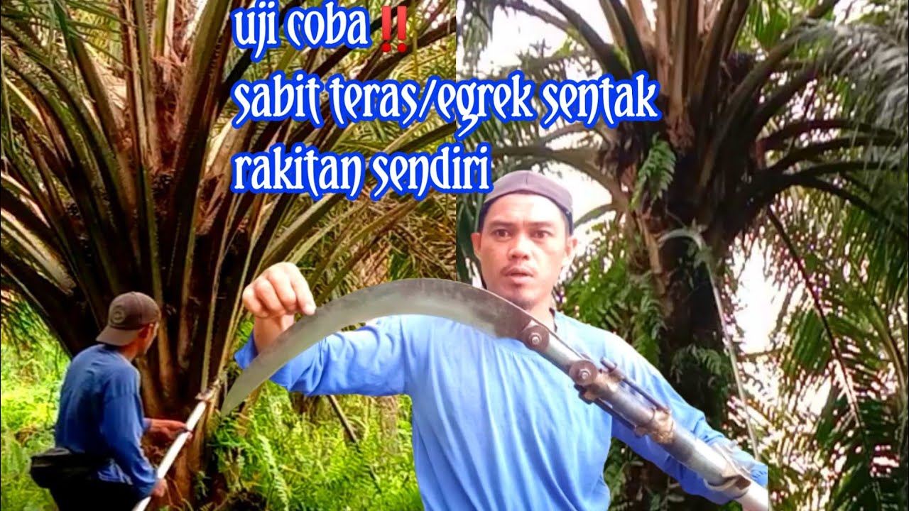 UJI COBA‼️sabit teras/egrek sentak rakitan sendiri,pruning pokok rendah ...