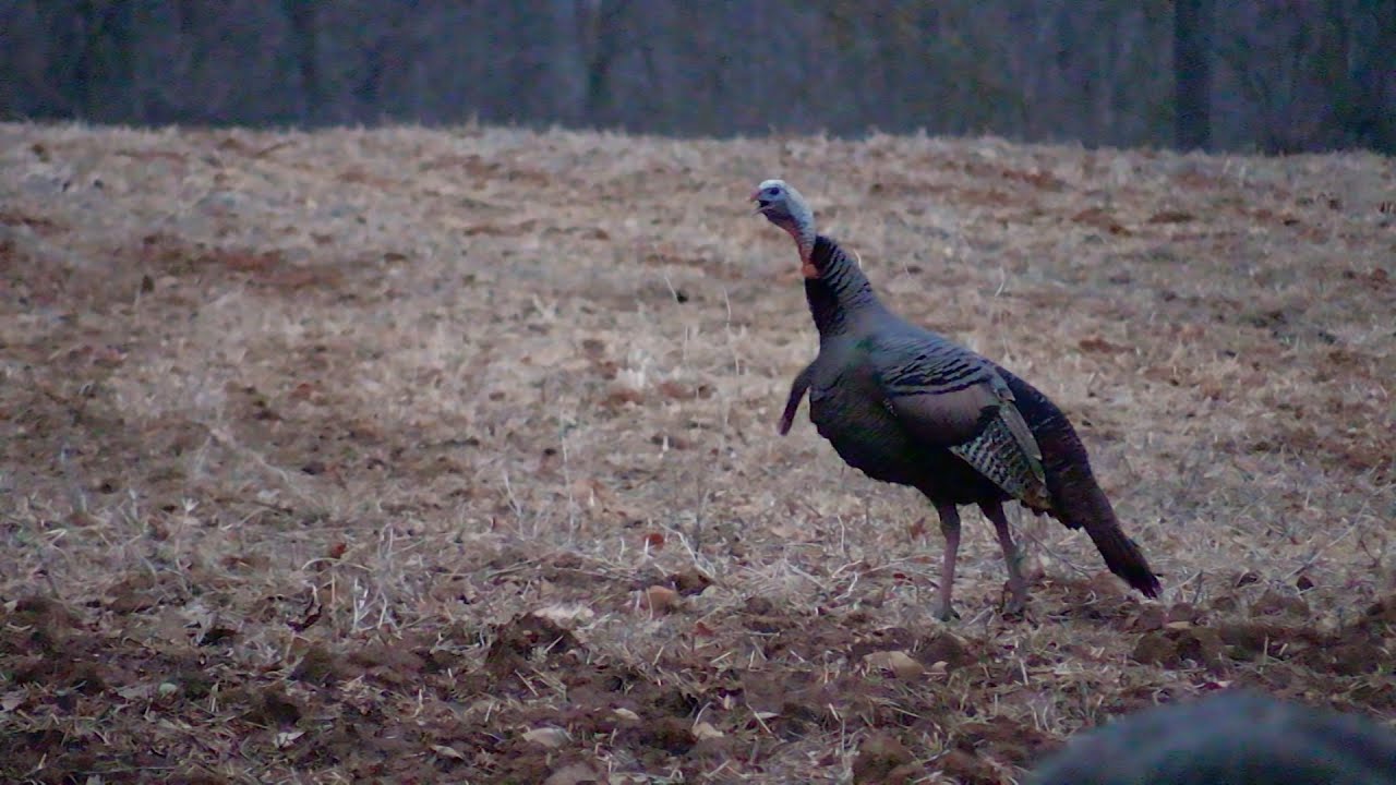 Fall Shotgun Season Turkey Hunt in Western Kentucky - YouTube