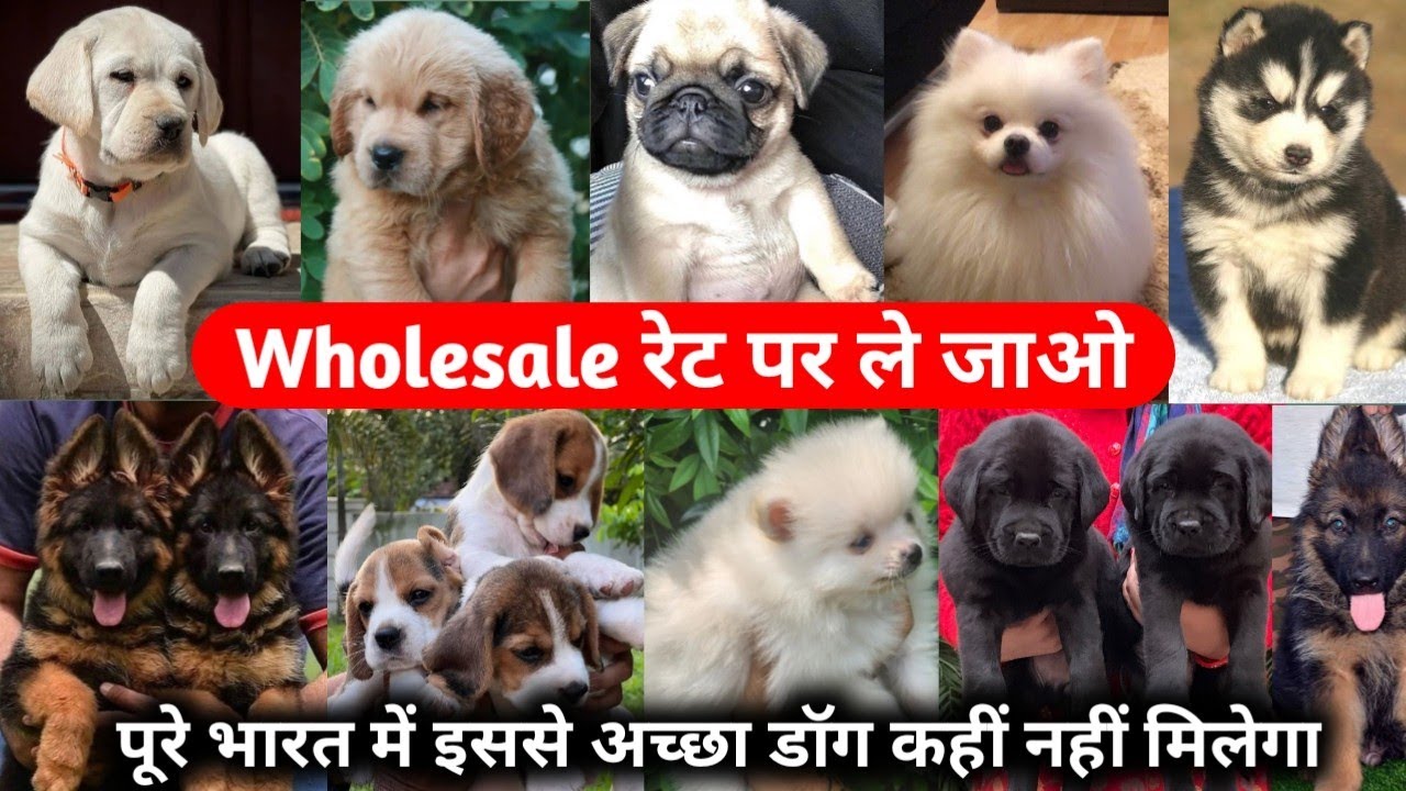 Cheapest Dog Market ₹500 Dog Starts | Pitbull dog | Pomeranian | Husky ...