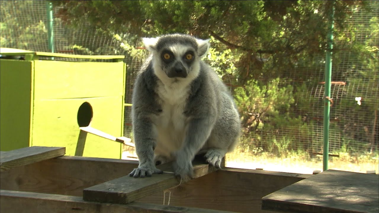 Primarily Primates (Texas Country Reporter) - YouTube