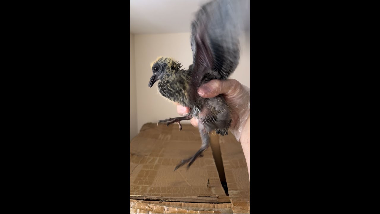 How 2 weeks old baby Pigeons look like - YouTube