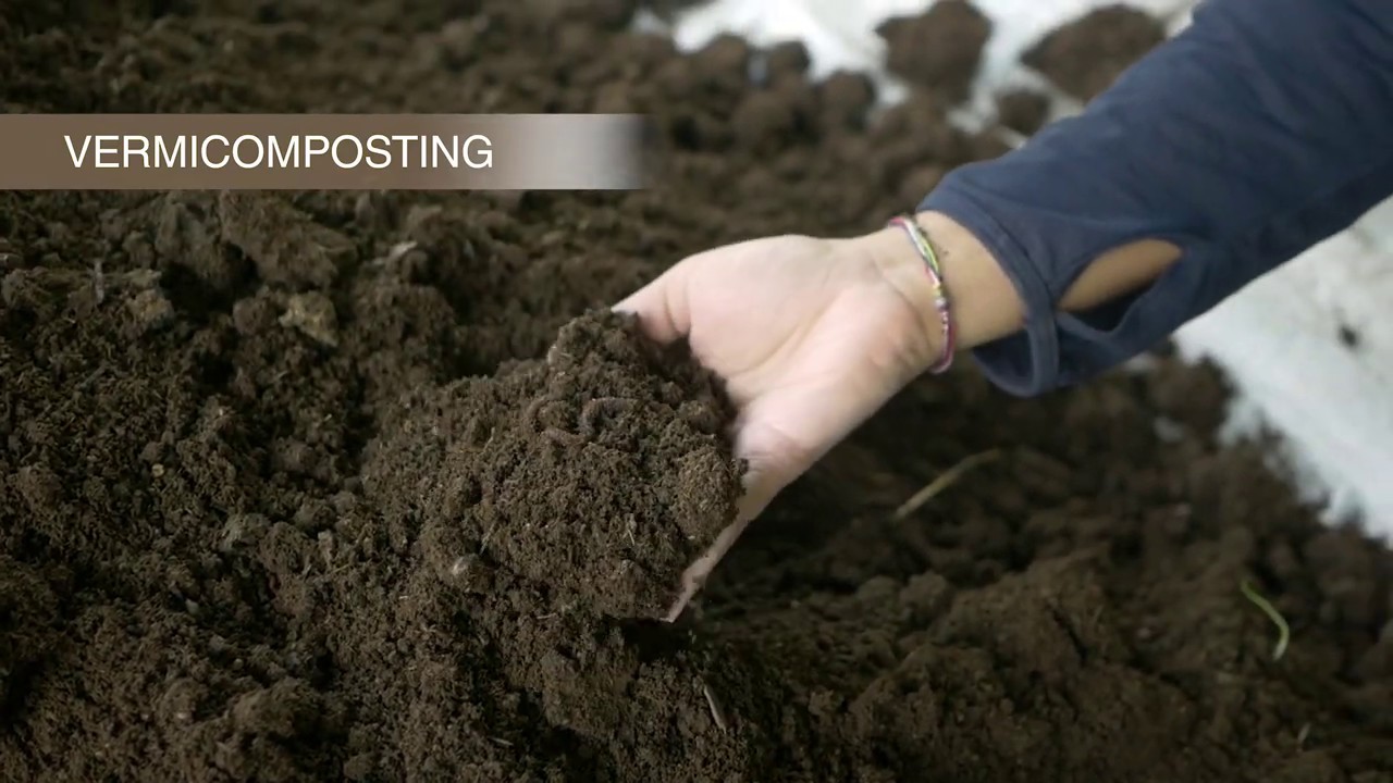 How to do vermicomposting on your farm - YouTube