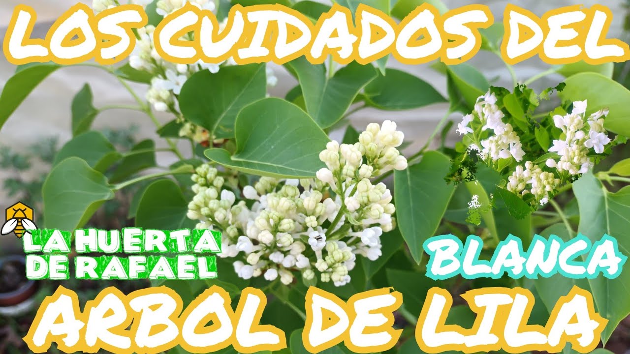 Los cuidados del árbol de lila blanca[Syringa vulgaris]||El cultivo del ...