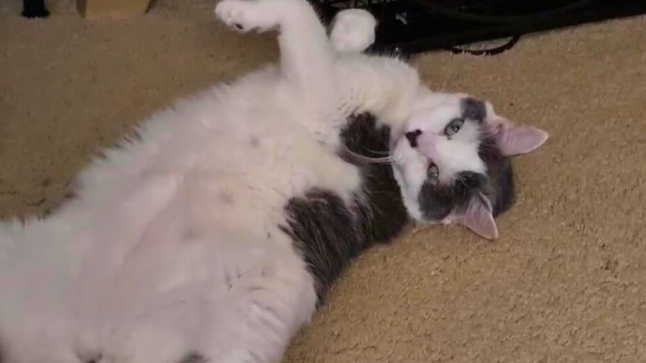 This Cat knows How to Relax - YouTube