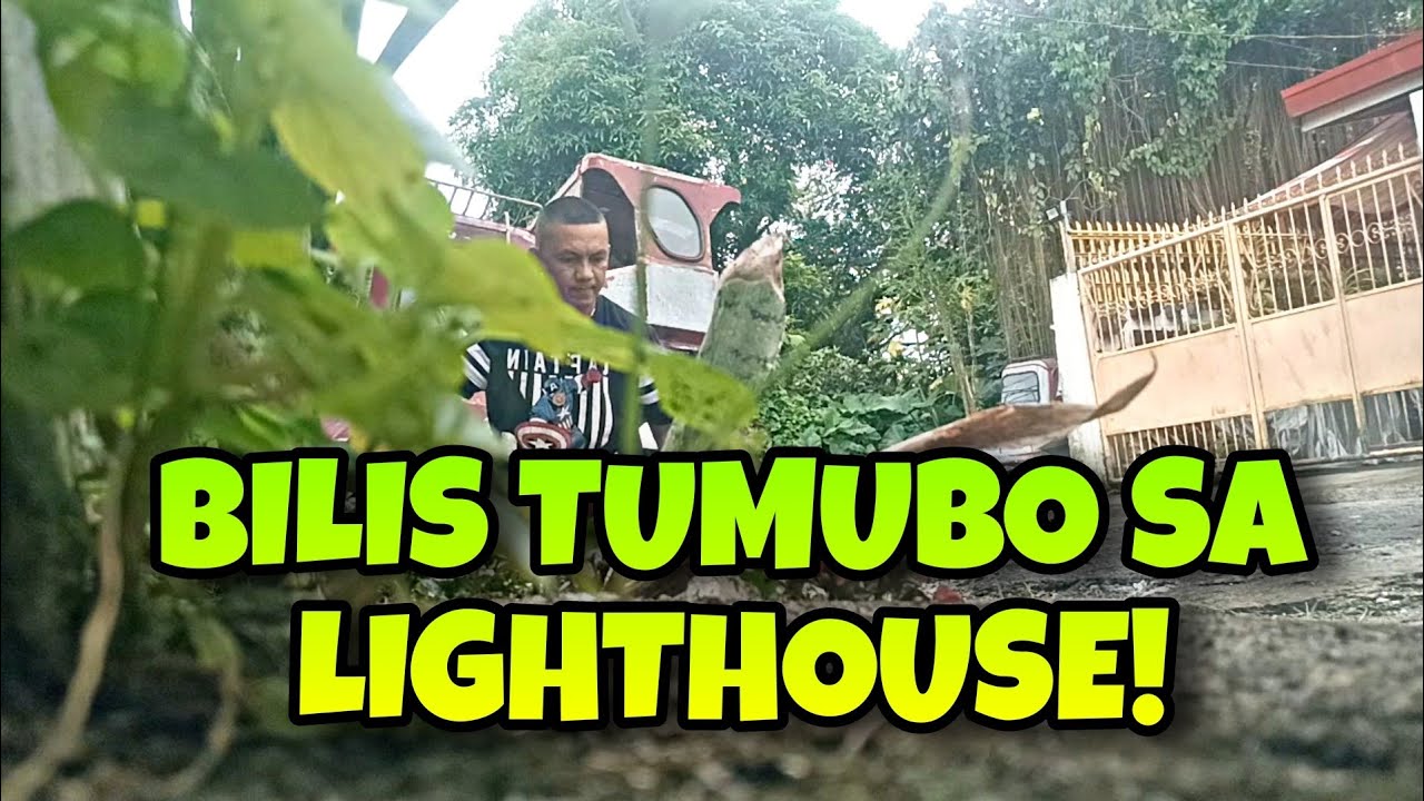 INAYOS KO ULIT ANG HALAMAN SA LIGHTHOUSE - YouTube
