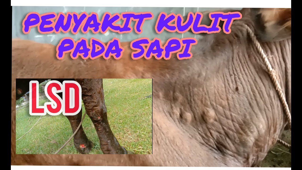 PENYAKIT LSD PADA SAPI DAN CARA PENGOBATAN NYA - YouTube