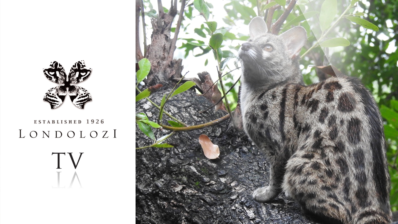 Mating Genets Caught on Film- Londolozi TV - YouTube