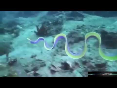 Huzur Veren Videolar Ve Müzik..İyi Seyirler..