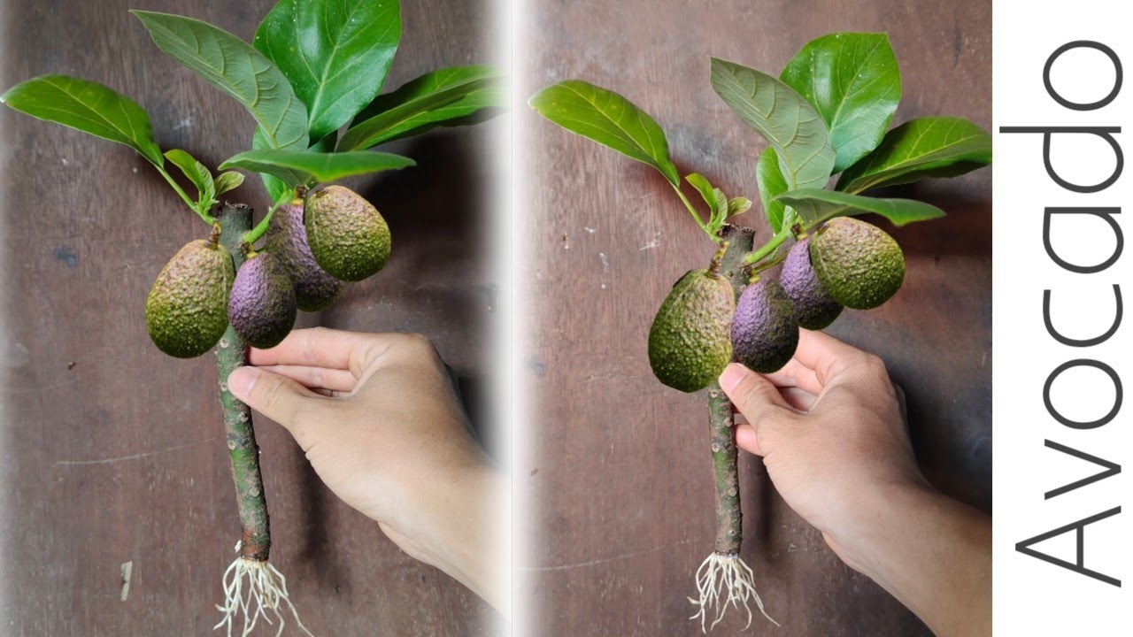Unique Skill Propagation AvocadoTree/Cut avocado to grow roots 100% ...