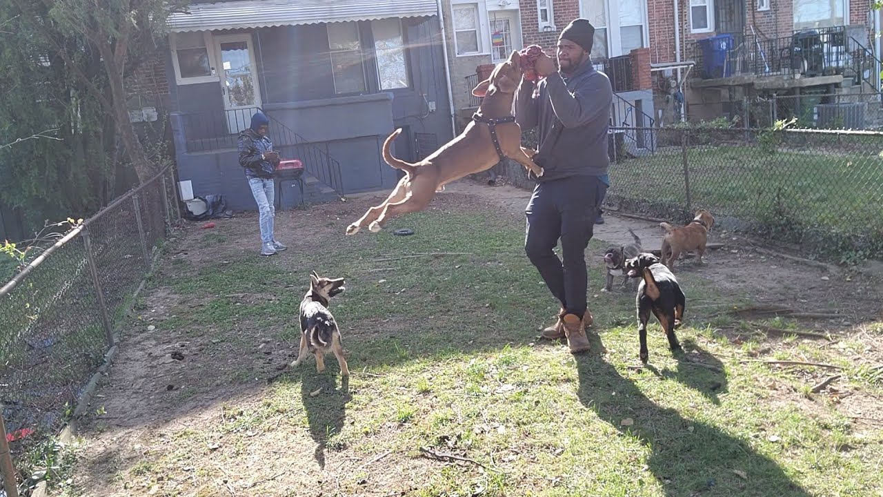 6 Month Old Micro Bully Tries To Fight A 1 Year Old Pit Bull 🤦🏾‍♂️ ...