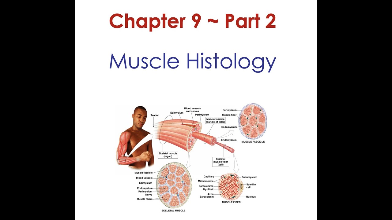 anatomy chapter 9 part 2 ~ muscle histology - YouTube