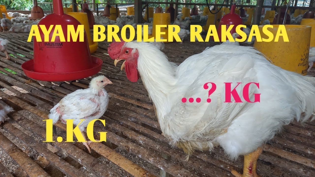 Ayam Broiler RAKSASA umur 5 bulan - YouTube