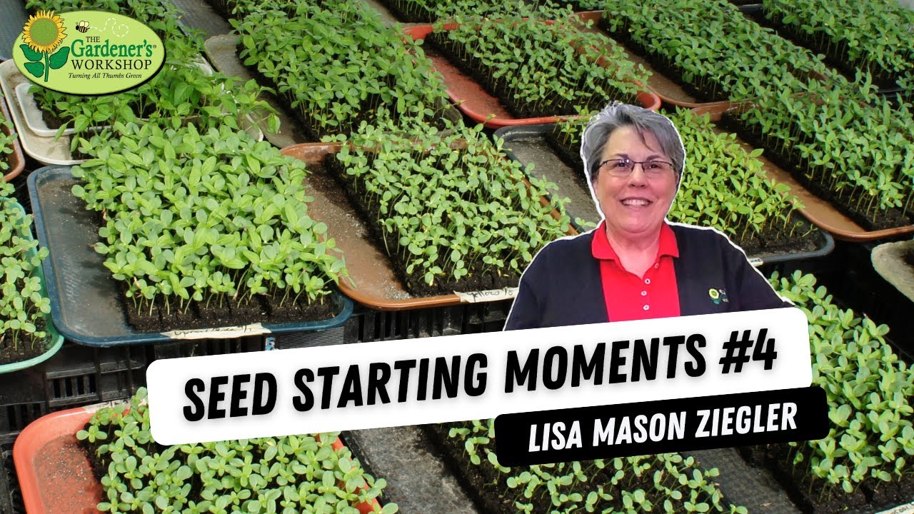 Seed Starting Moments #4: When to Start your Seeds with Lisa Mason ...