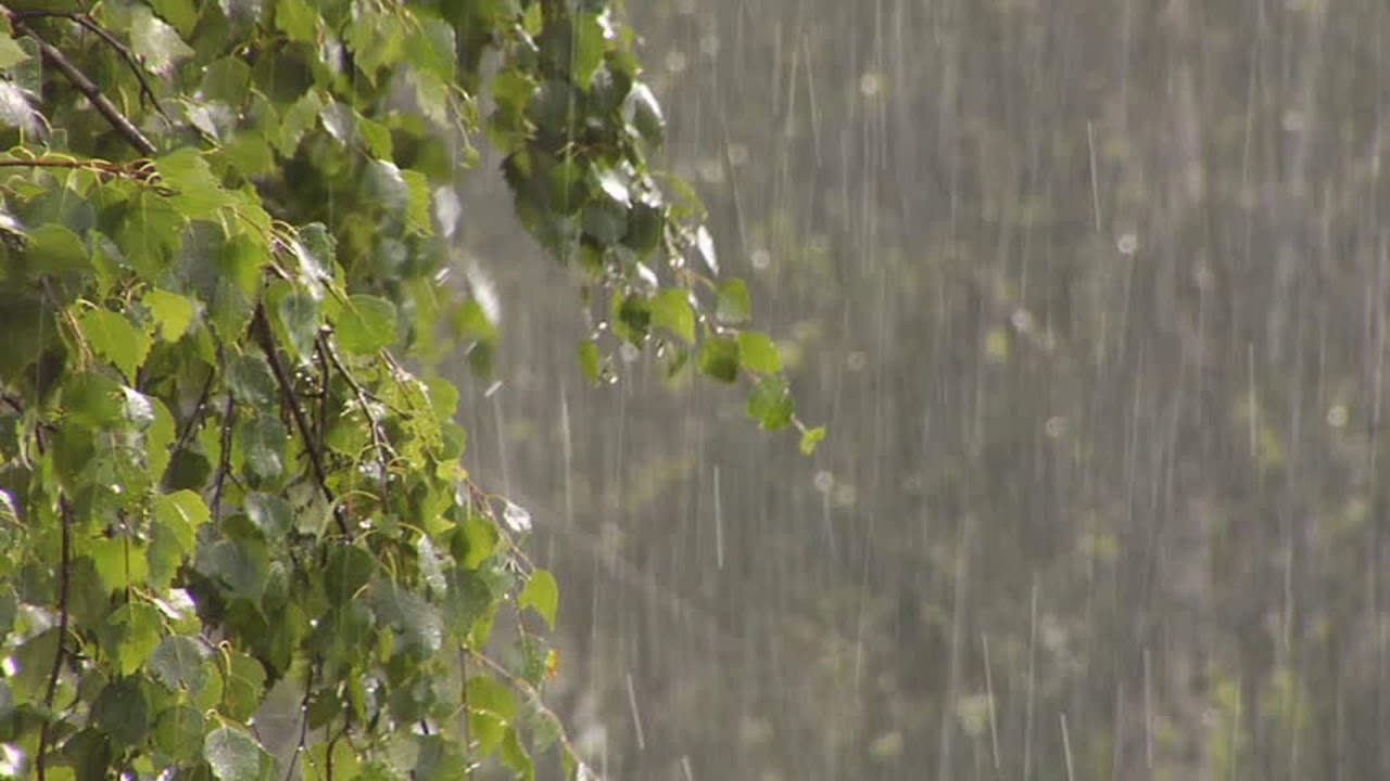 Gentle Rain Falling Through the Leaves, Soothing Sounds for Sleep - YouTube