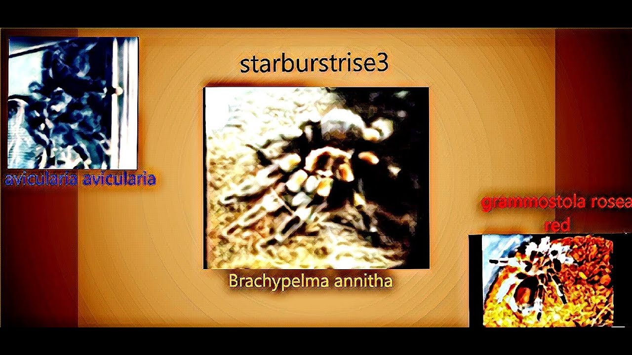 tarantula picture slide show feat brachypelma annitha music video - YouTube
