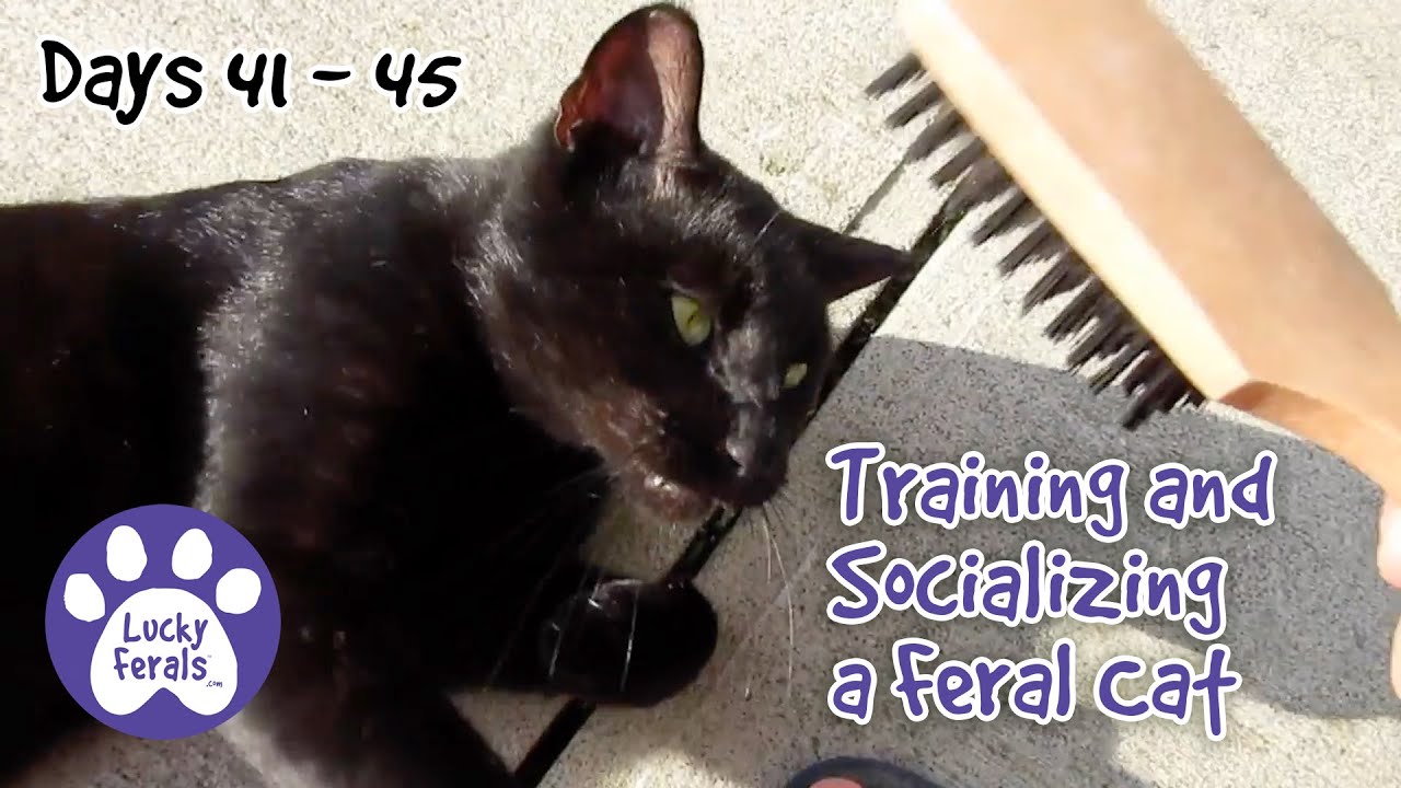 Training And Socializing A Feral Cat * Part 6 * Days 41 - 45 * Cat ...