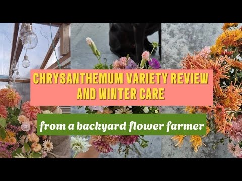Chrysanthemum Winter Care