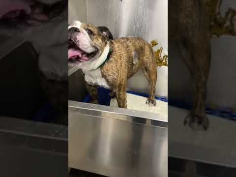 Now Look at this (Dog taking a shit everywhere edition) - YouTube