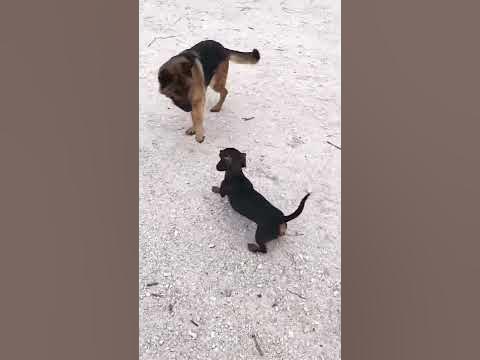 dachshund attack german shepherd - YouTube