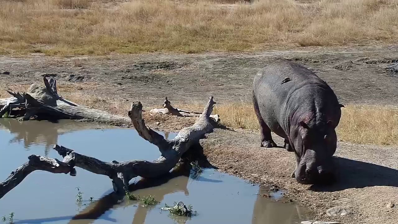 Djuma: Hippo with injured rear left leg comes to pan - 13:20 - 07/02/19 ...