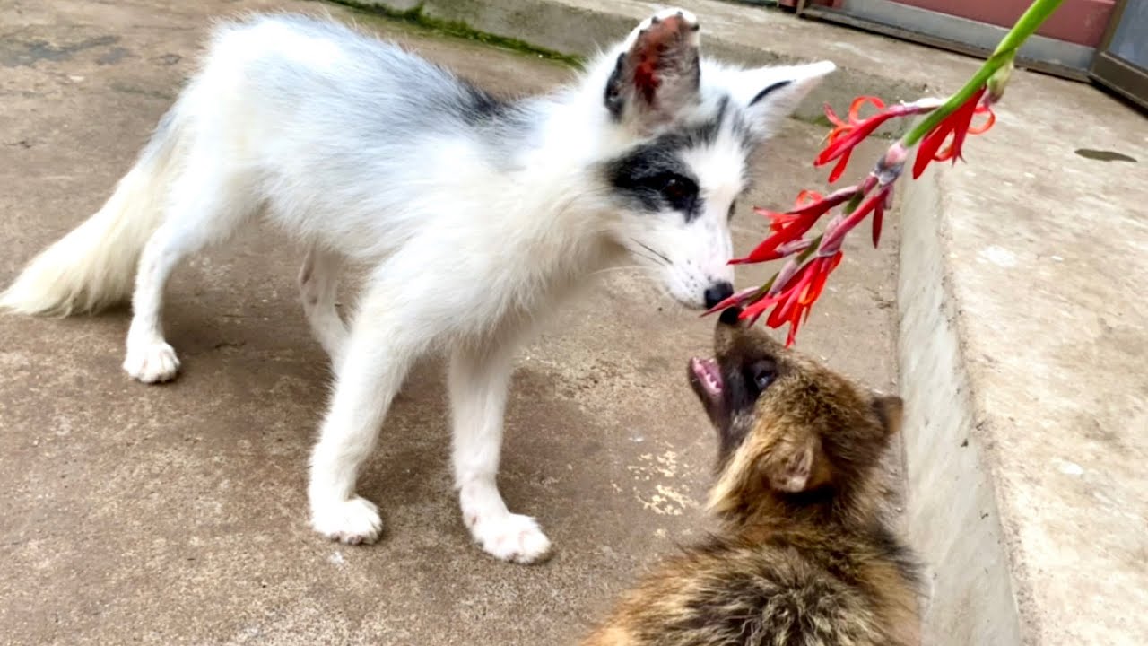 The fox 🦊 and the little bear 🐻 finally became good friends, and they ...