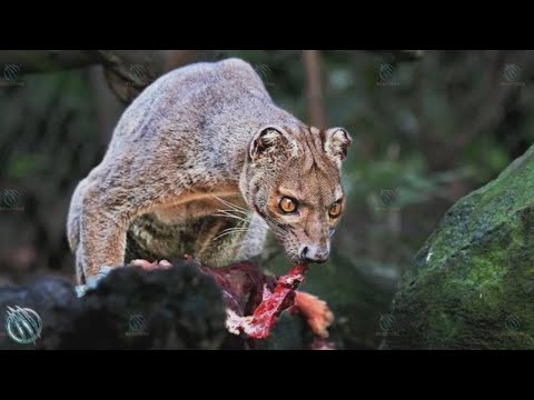 Fossa: El depredador más temido de Madagascar