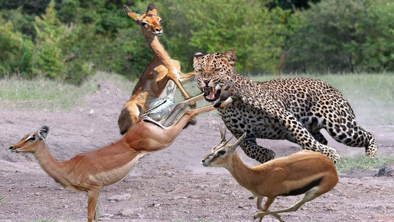 Leopard Patiently Stalking and Catching Impala | Crocodile, Elephant ...