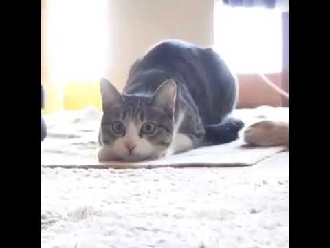 Wiggle Wiggle Wiggle Cat (Funny) - YouTube
