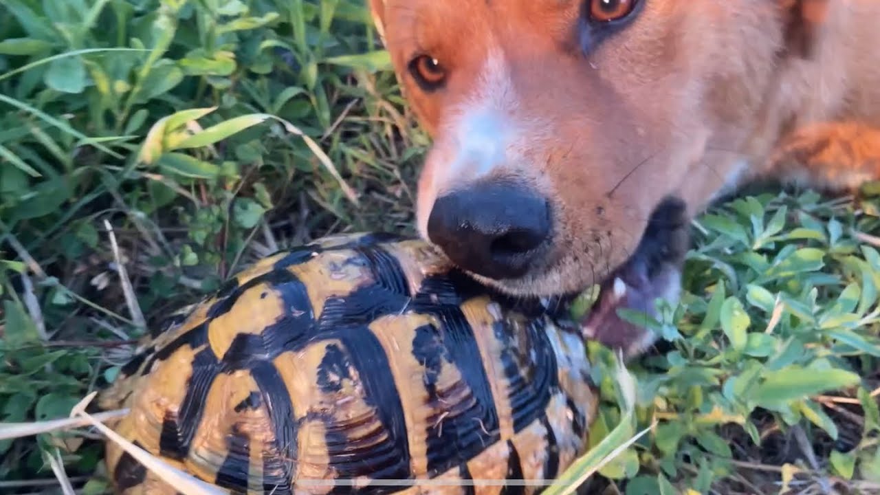 The dog caught a turtle and is trying to eat it - YouTube