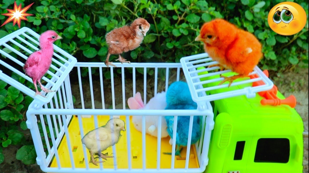 cute colorful rainbow murgi baby chicks|mini small color chicks|wow omg ...