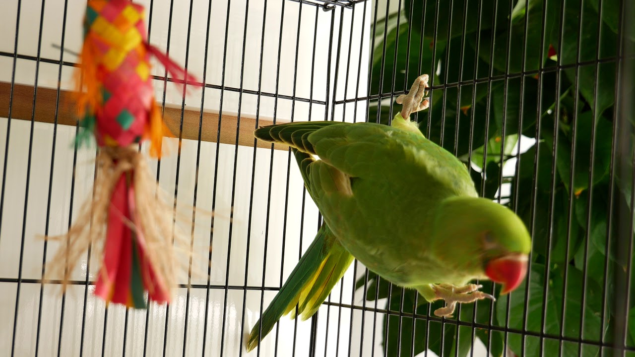Rescued Injured Bird - autistic bird says vet - YouTube