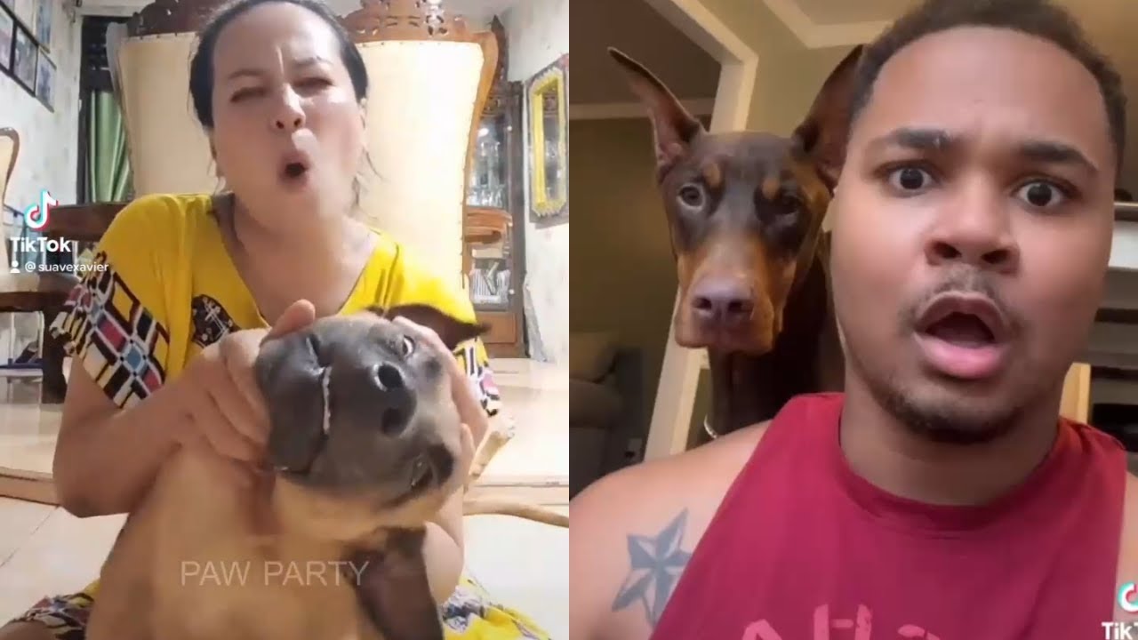 🐶 Funny Doberman of Internet | Knox the Doberman #2 | Paw Party 🔥 - YouTube
