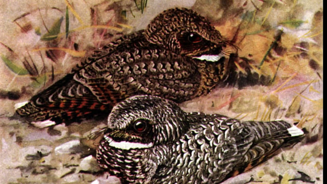 Bird Songs Western North America: Common Poorwill Bird Sound Video ...