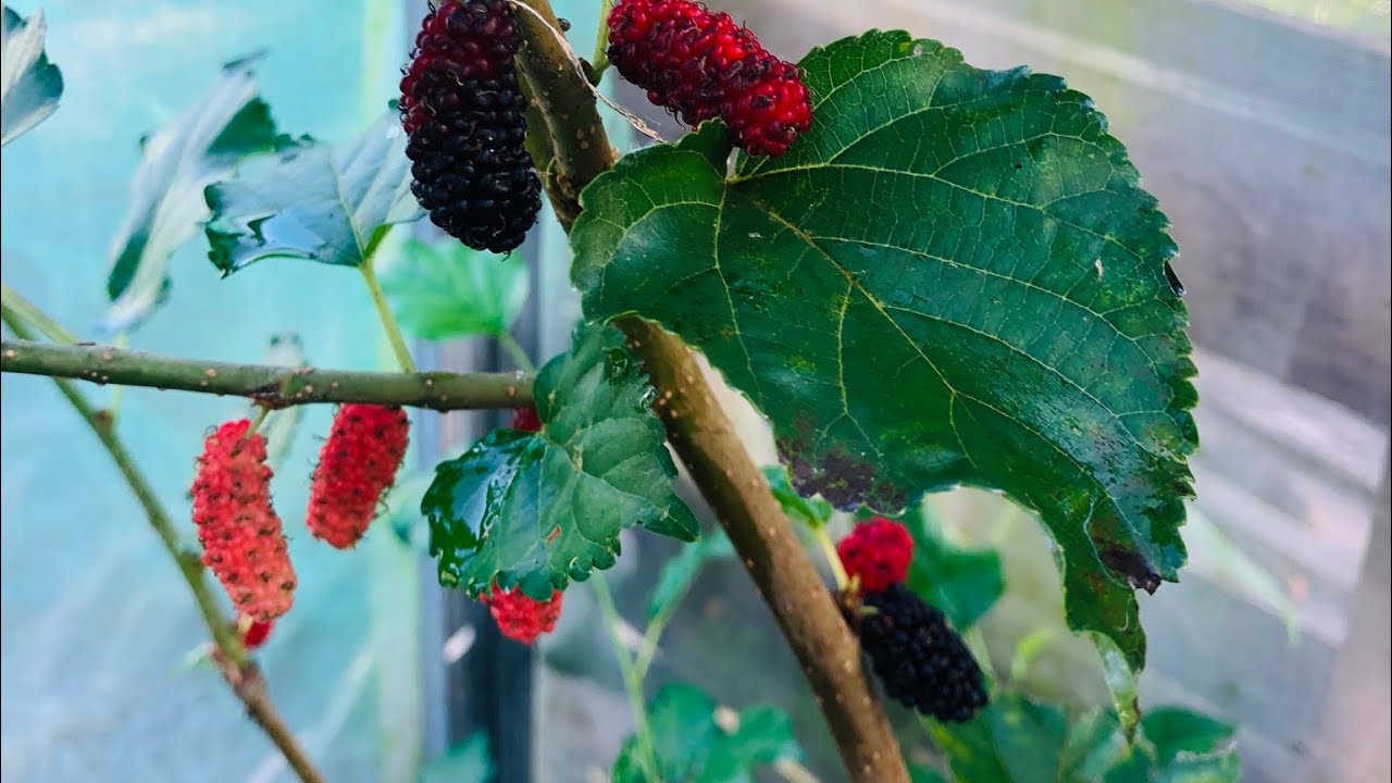 ដេីមមនដាំលេីផេីក៏ទទួលបានផ្លែល្អដែរ😀 Mulberry - YouTube