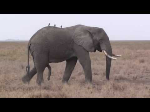 Elephant and 5th leg - YouTube