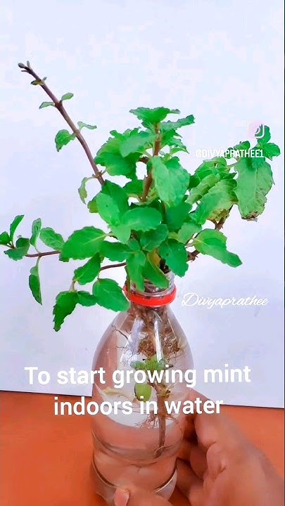 How to grow mint in water without soil/grow mint in water/grow mint ...