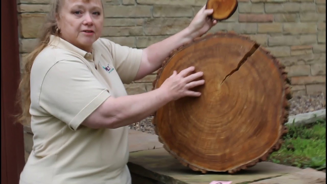 Project Learning Tree: Tree Cookies - YouTube