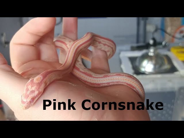 Pink Corn Snake