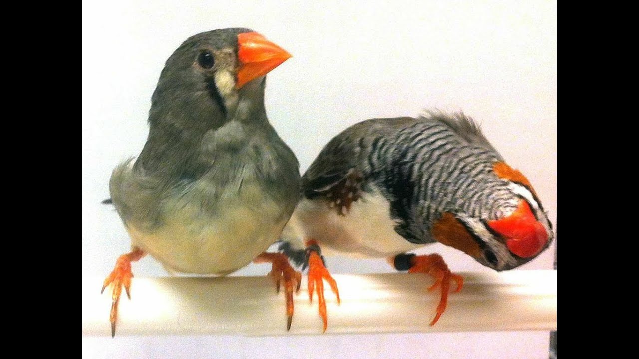 What can birds tell us about the human brain? - YouTube