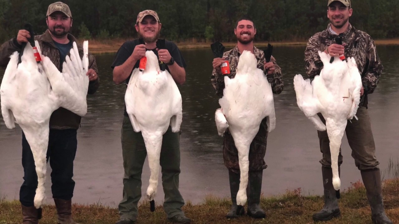 NC Swan Hunt 2018-19 - YouTube