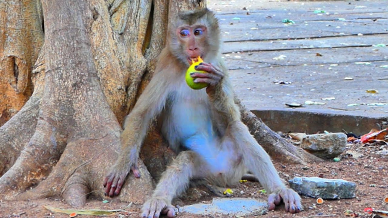 Update: Absolutely Amazing wildlife MOKA! Now She's completely hopeful ...