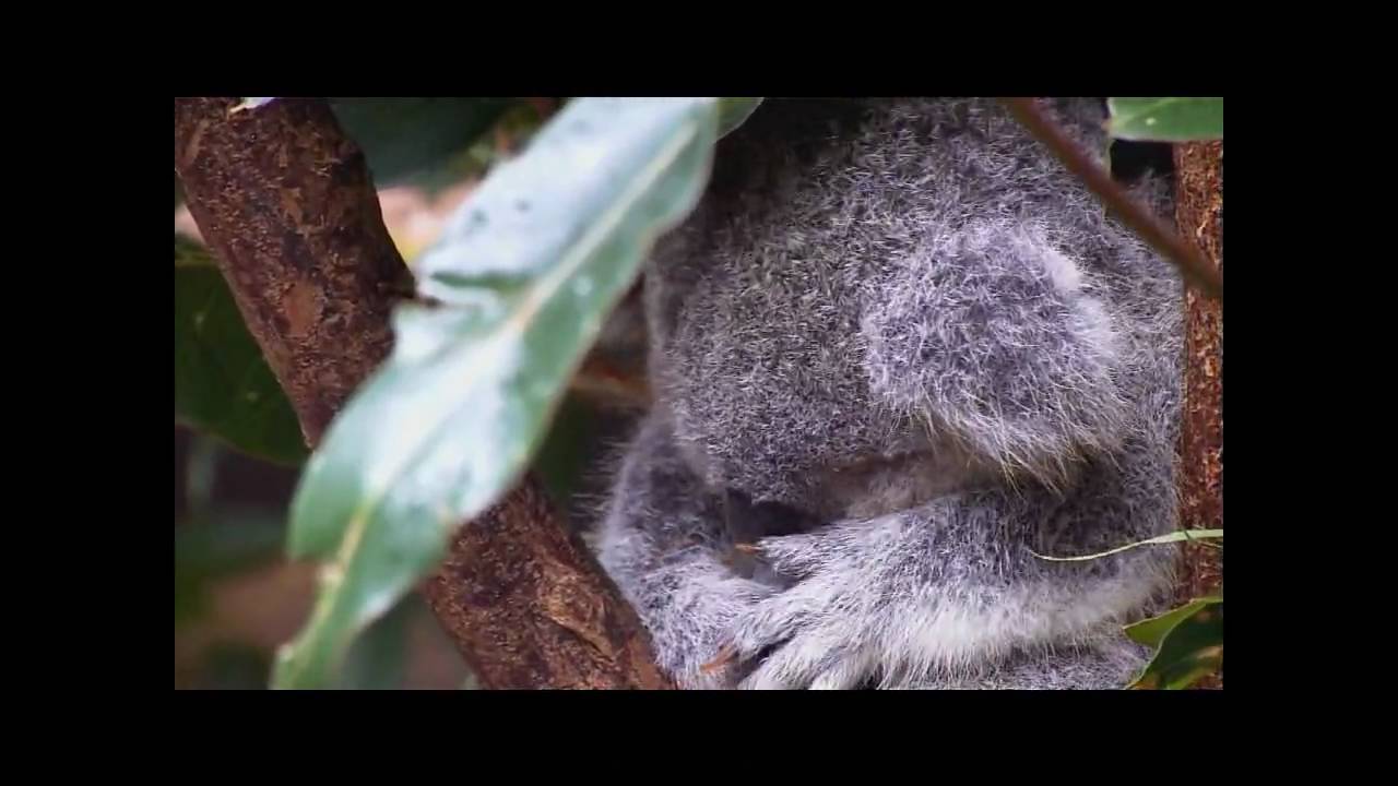 Introducing, the Eurin - YouTube