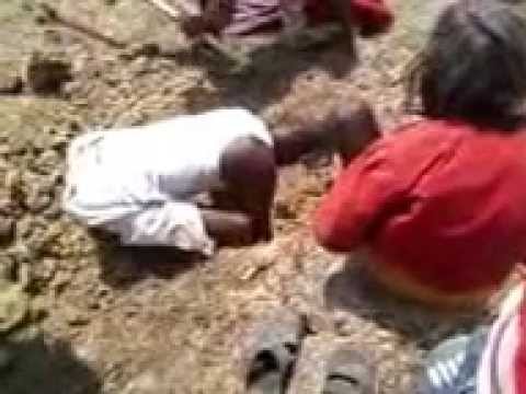 komodo dragan ka sikar and indian fox ya siyar ka sikar - YouTube