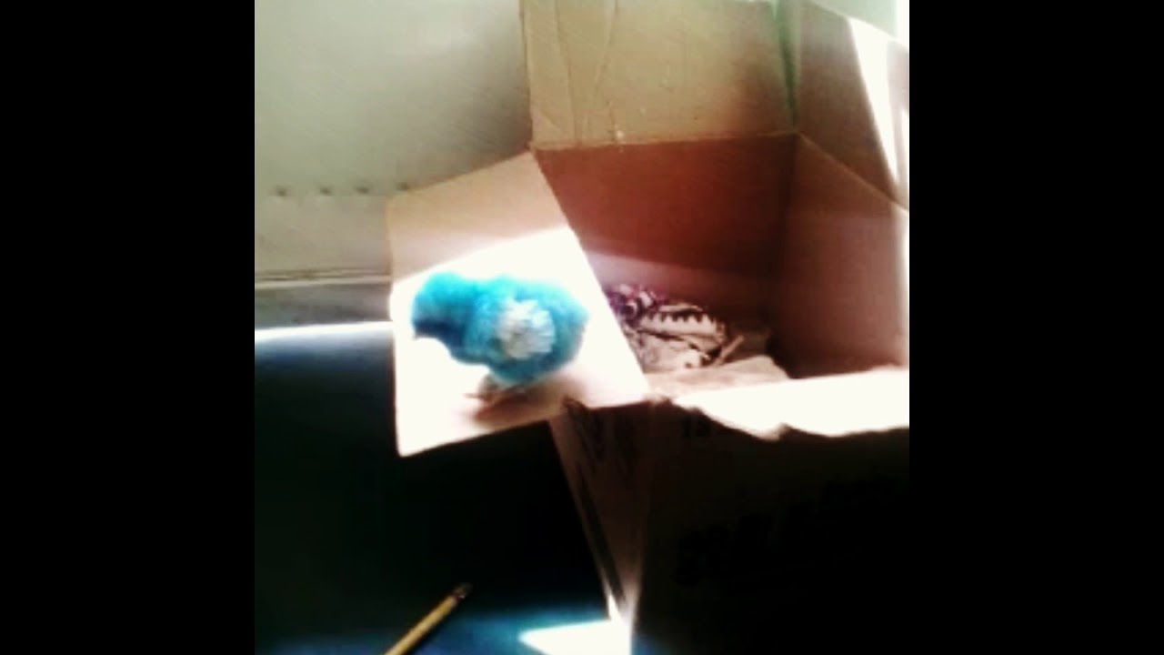 El pollito azul - YouTube