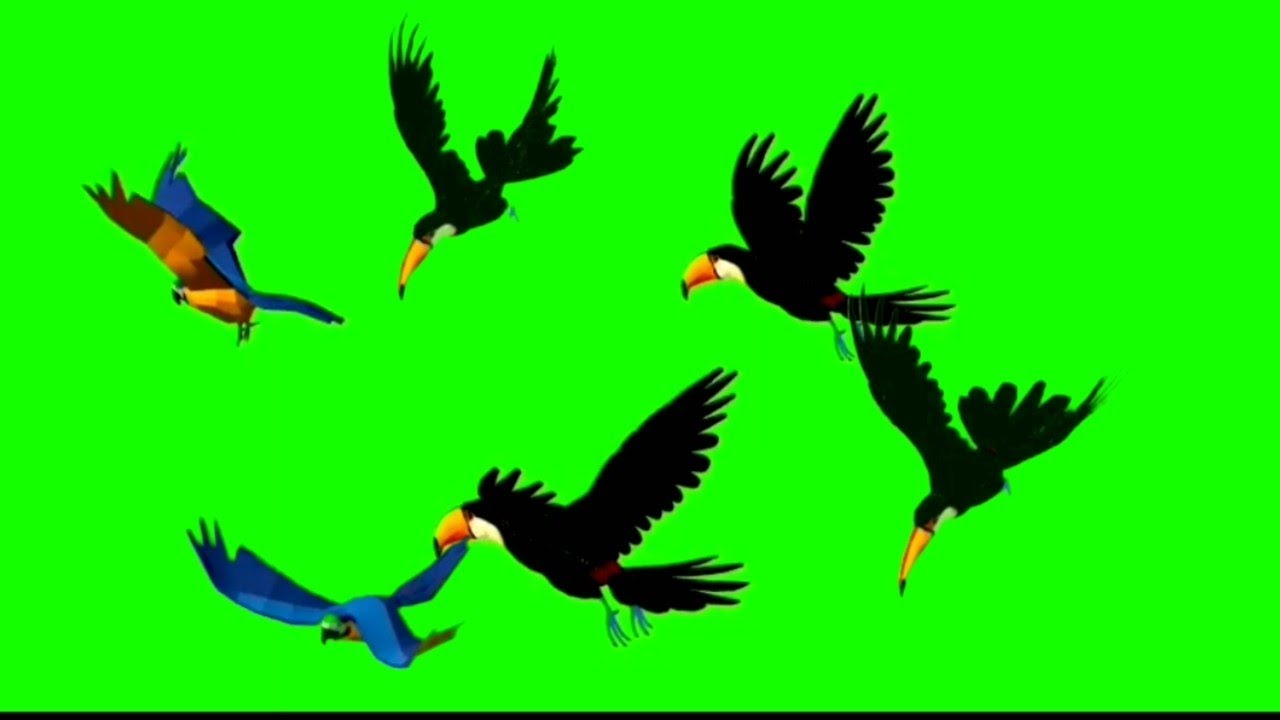 Birds green screen top animation parrots flying birds - YouTube